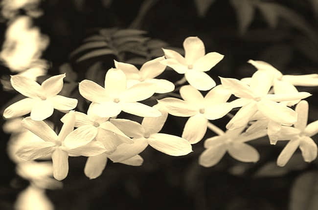 Rajaji Tiger Reserve | Rajaji Retreat Rajaji National Park